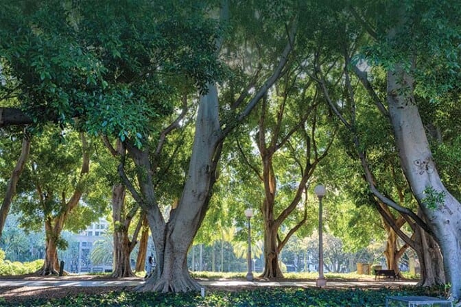 Green streets: why urban greening is vital to our cities - Council